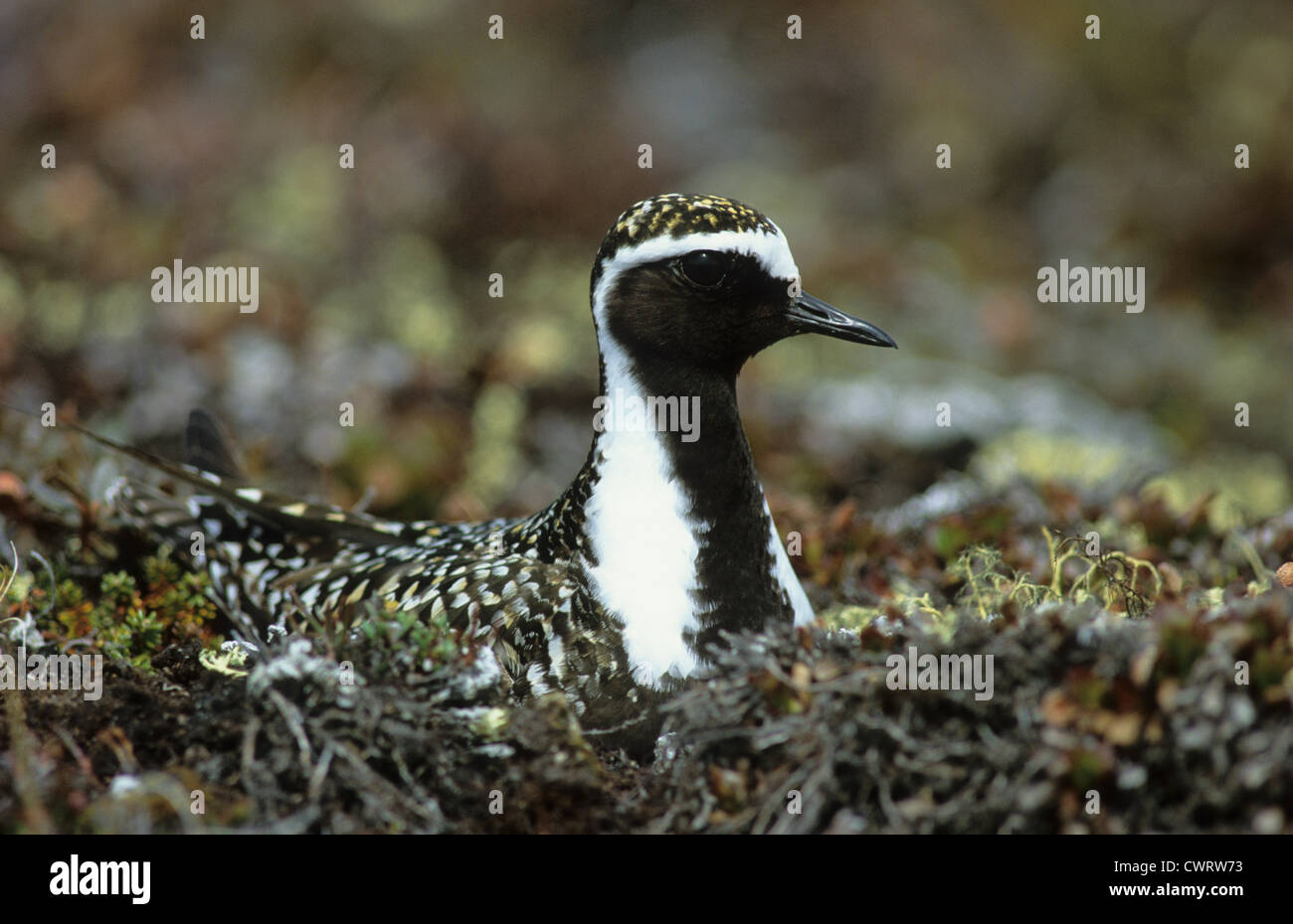 American Golden Plover (Pluvialis dominica) adult male on nest ...