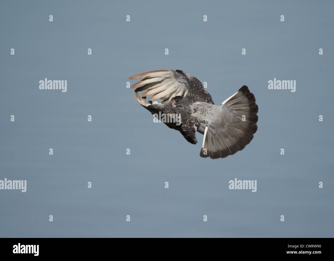 Feral/Racing Pigeon in flight Stock Photo - Alamy