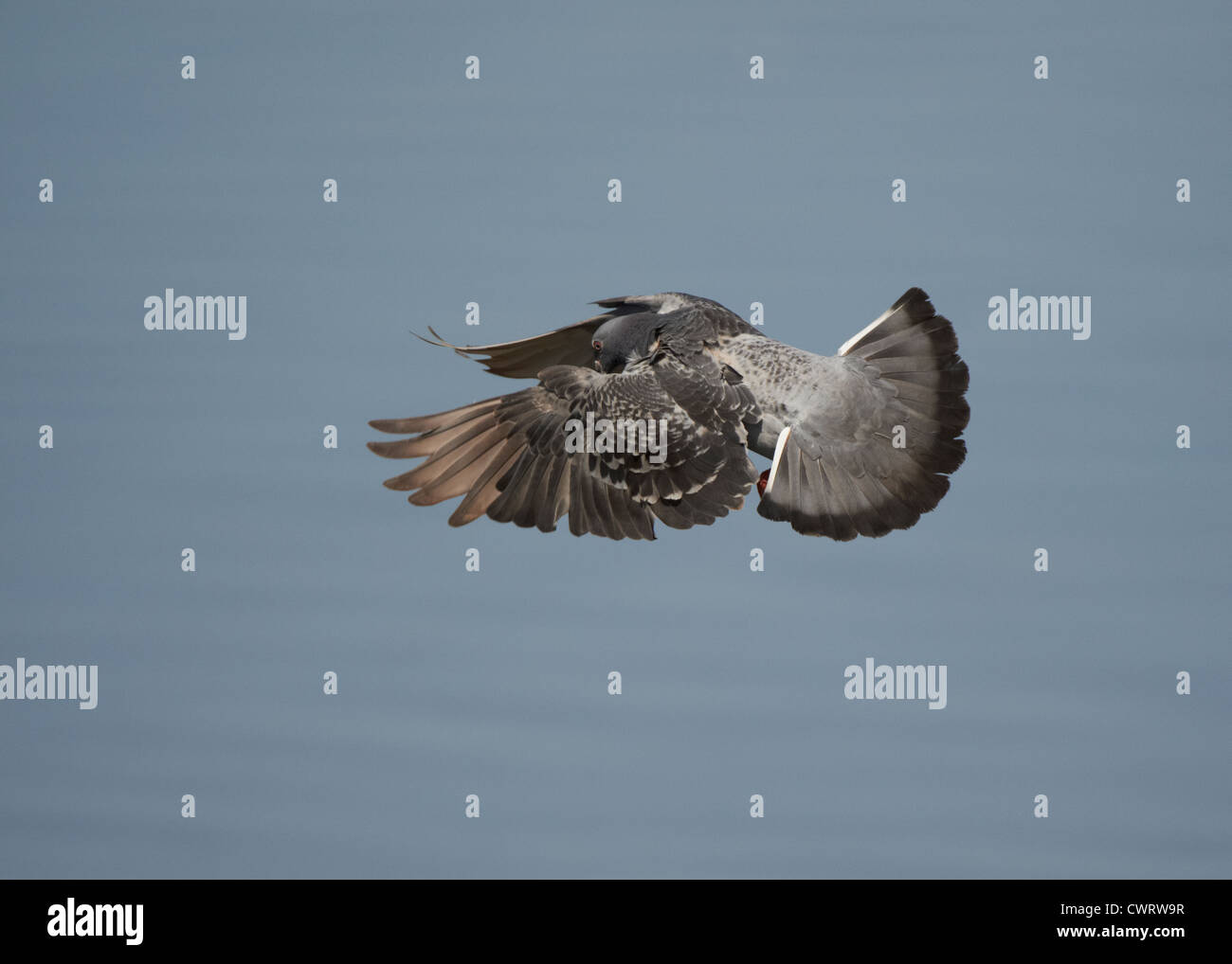 Feral/Racing Pigeon in flight Stock Photo - Alamy