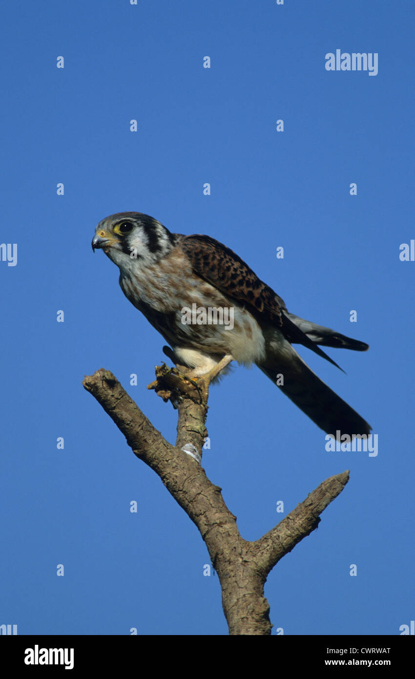 American Kestrel (Falco sparverius) juvenile with insect prey Cape May ...