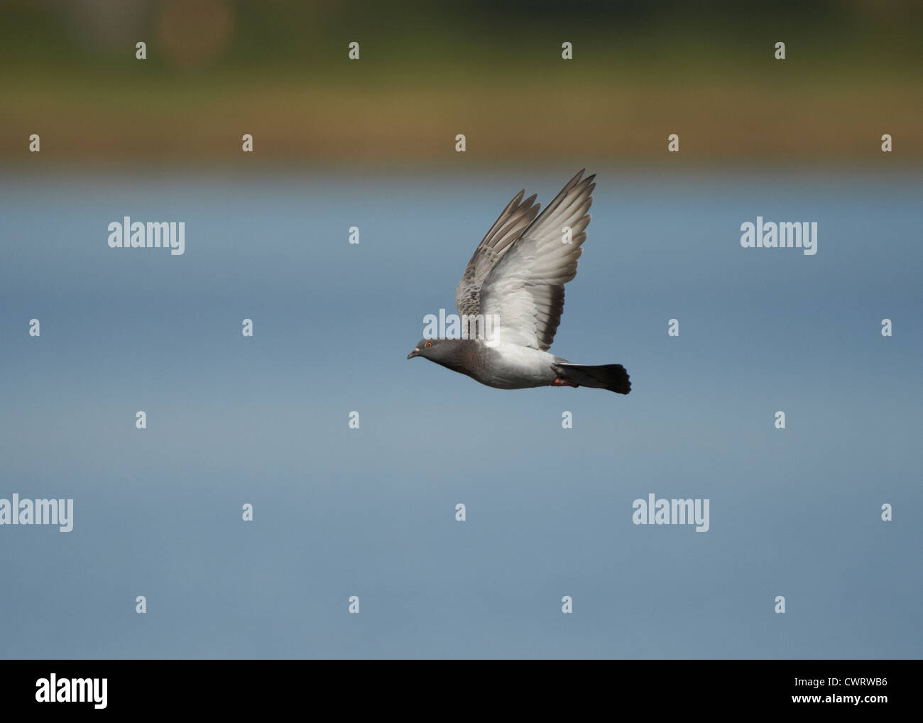 Racing pigeon hi-res stock photography and images - Alamy