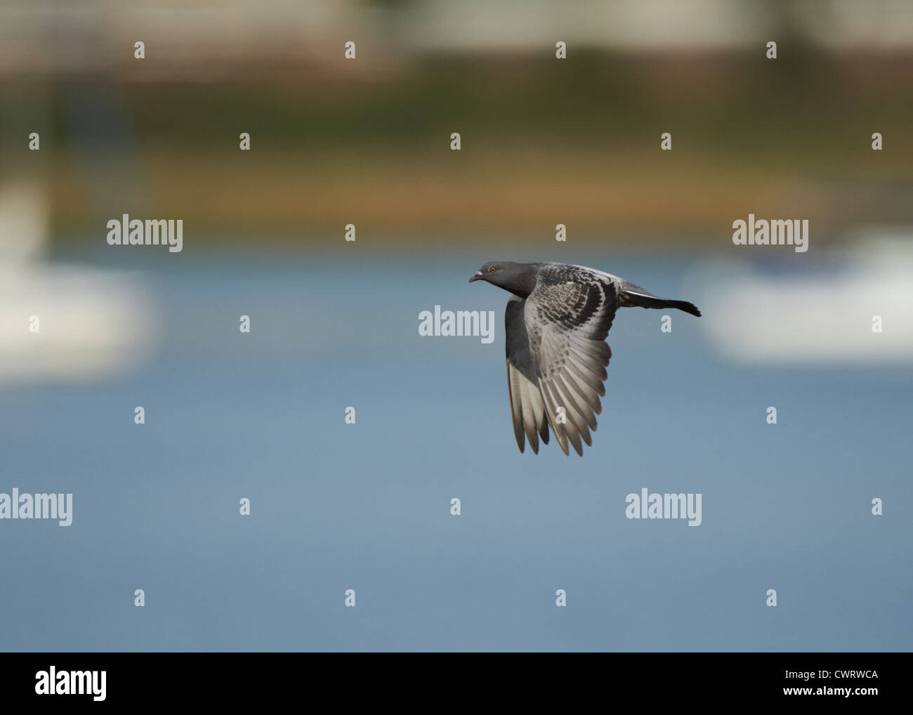 Feral/Racing Pigeon in flight Stock Photo - Alamy