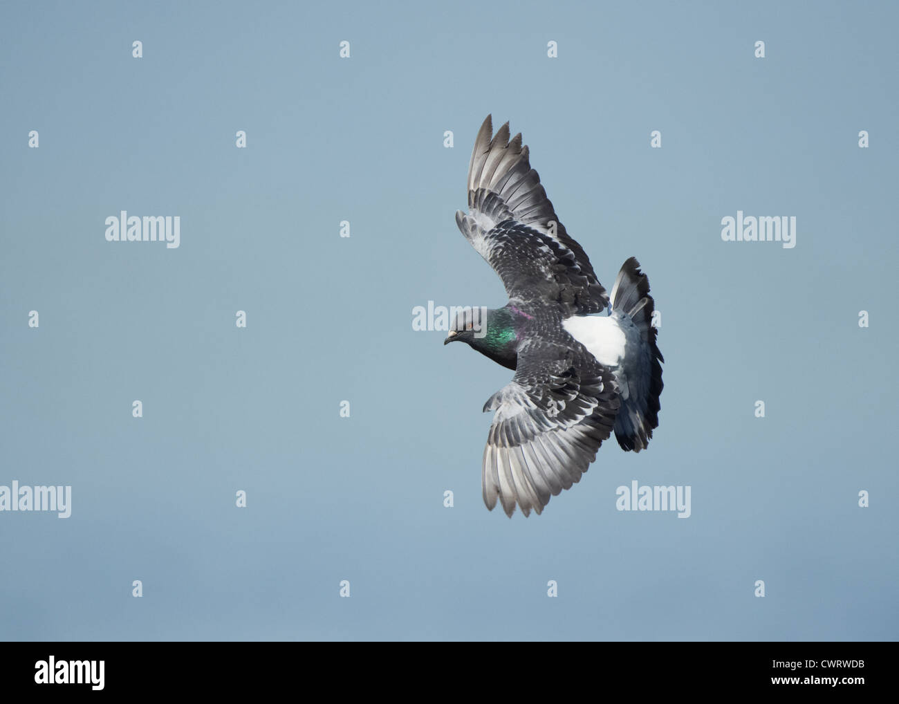 Racing pigeon hi-res stock photography and images - Alamy
