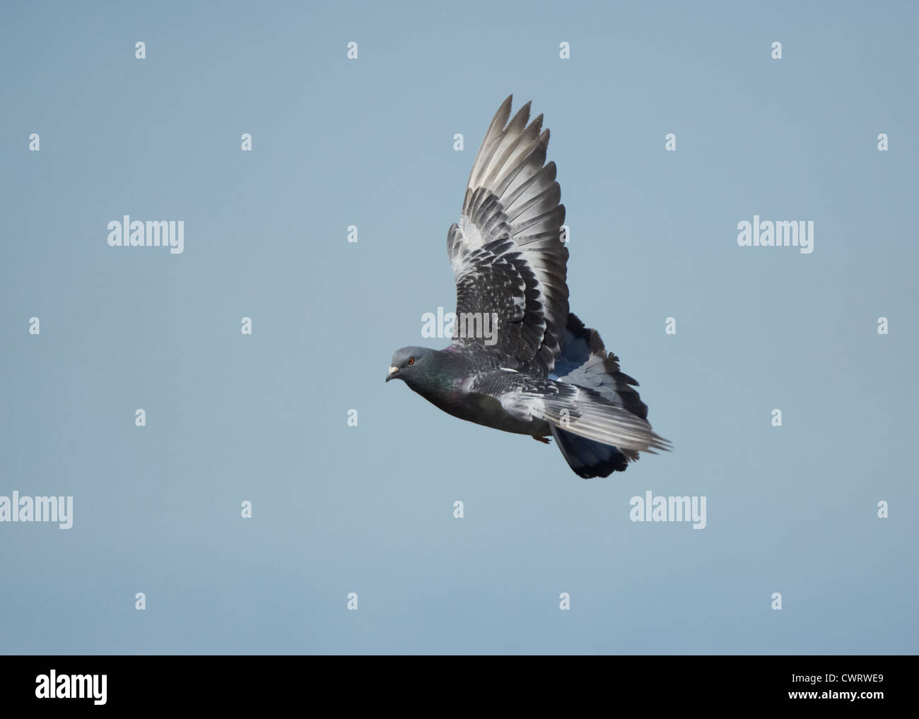Feral/Racing Pigeon in flight Stock Photo - Alamy