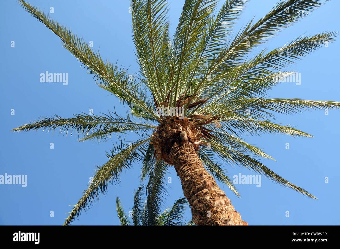 Phoenix dactylifera date palm tree hi-res stock photography and images ...