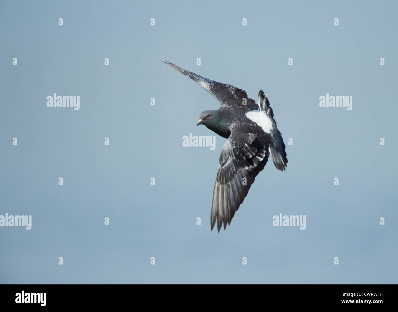 Racing pigeon club hi-res stock photography and images - Alamy