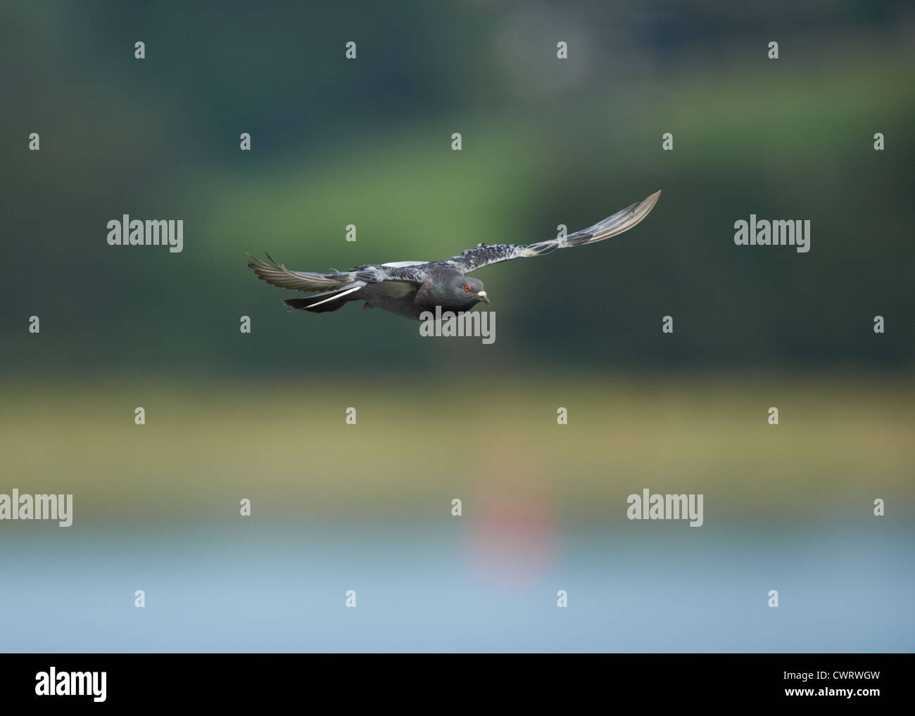 Feral/Racing Pigeon in flight Stock Photo - Alamy