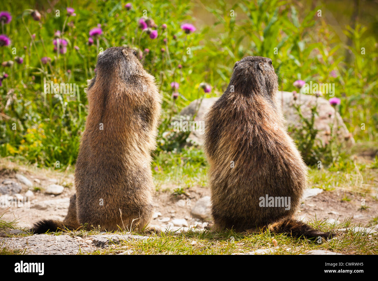 Two marmots waiting patiently for something only they will ever know ...