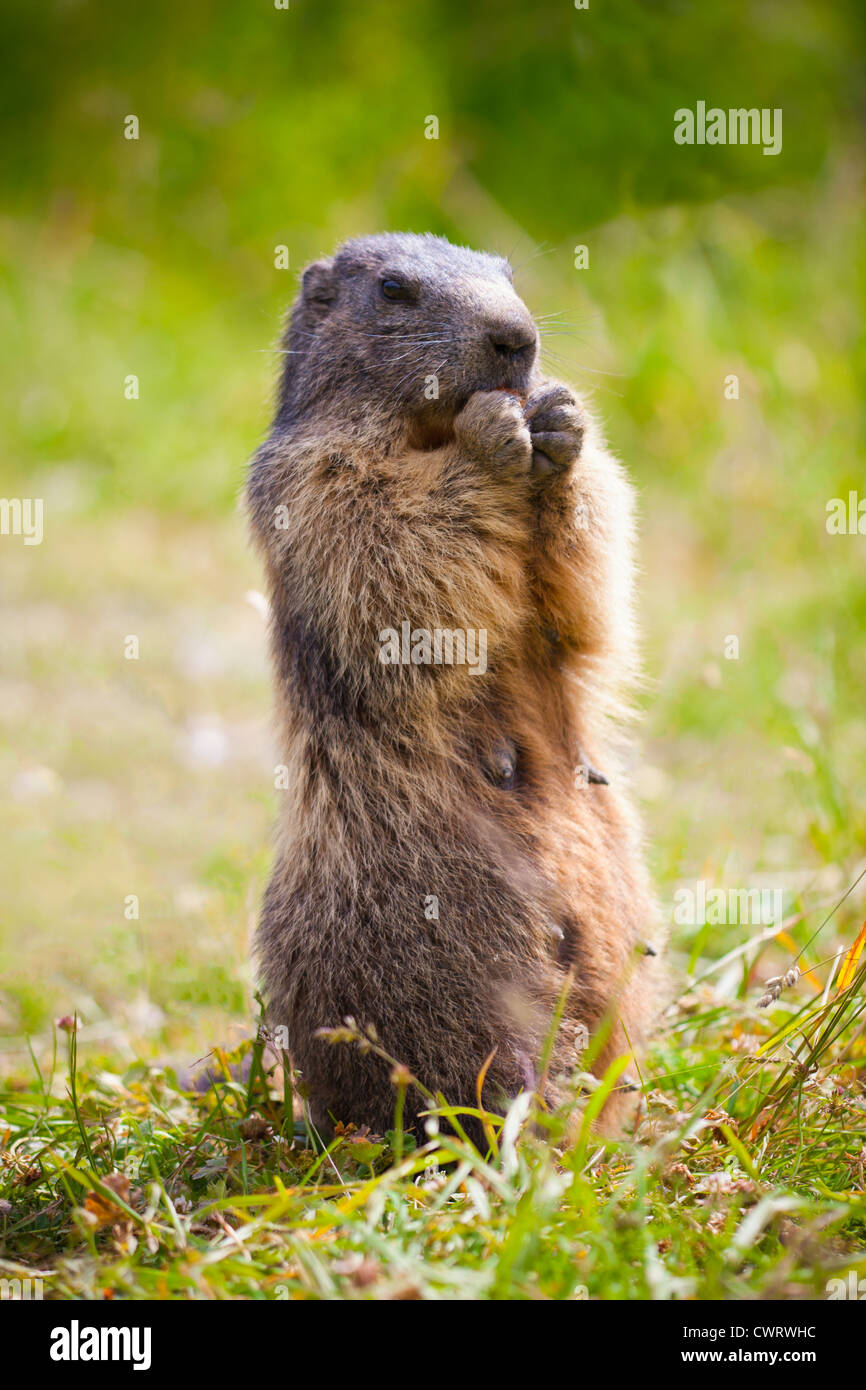 A marmot feasts on a carrot while keeping an eye on whats happening ...