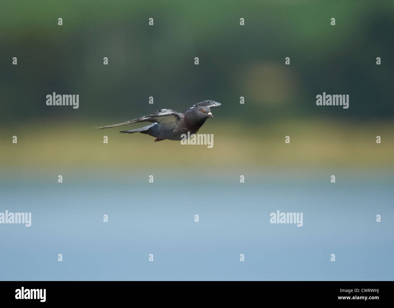 Racing pigeon club hi-res stock photography and images - Alamy