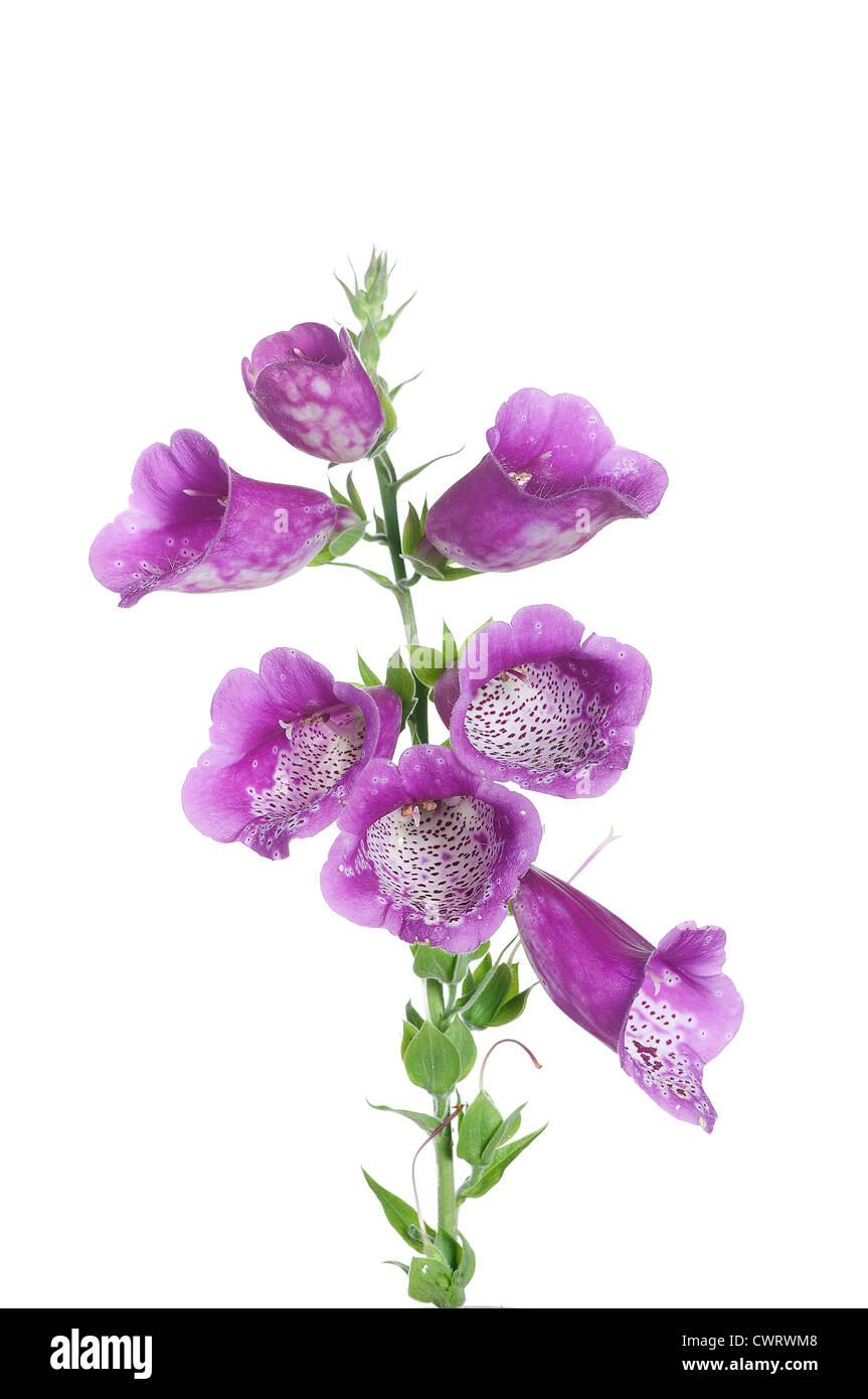 Foxglove: Digitalis purpurea. White background Stock Photo - Alamy