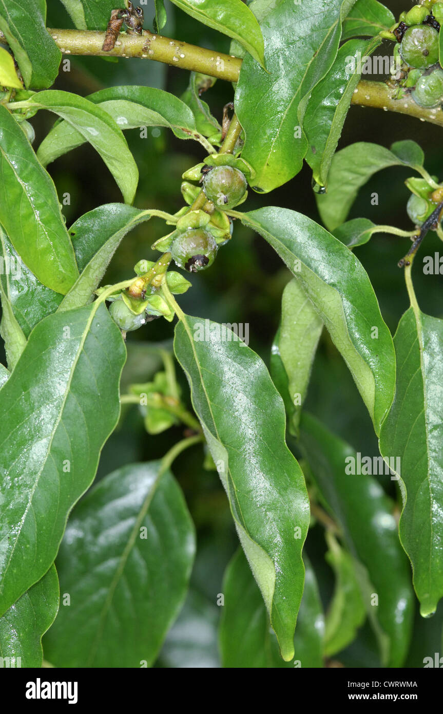 Date plum tree hi-res stock photography and images - Alamy