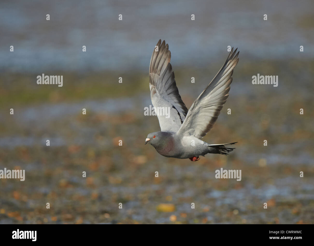 Feral/Racing Pigeon in flight Stock Photo - Alamy