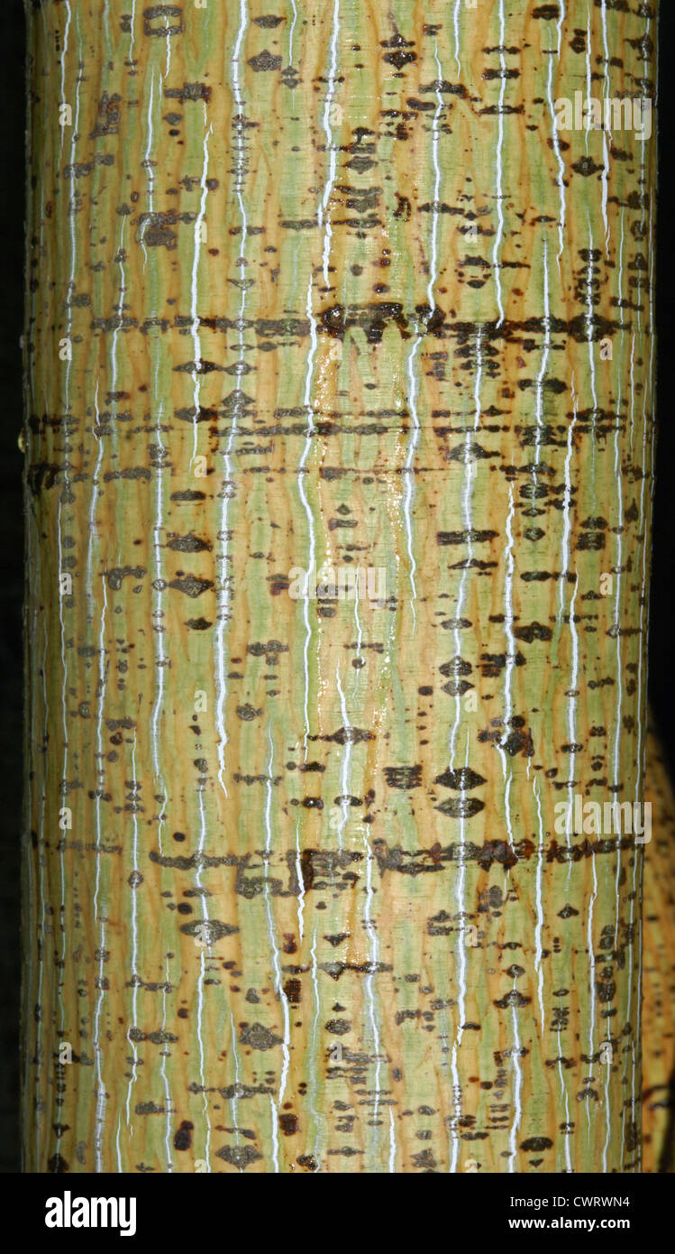 Acer pennsylvanicum hi-res stock photography and images - Alamy Acer pennsylvanicum hi-res stock photography and images - Alamy