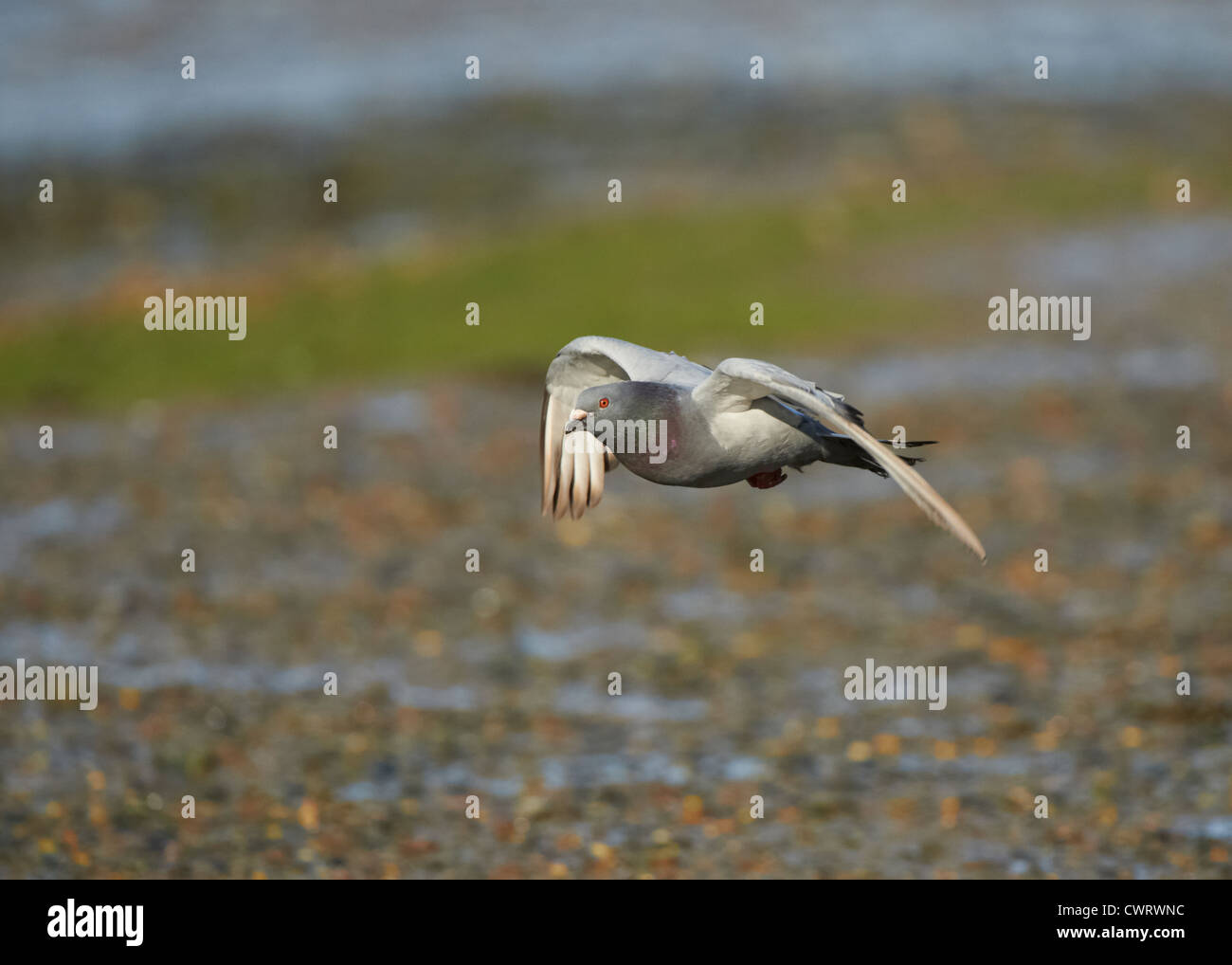 Feral/Racing Pigeon in flight Stock Photo - Alamy