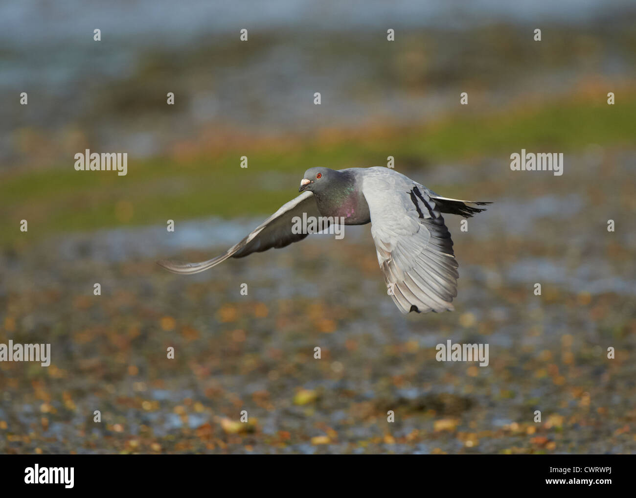 Racing pigeon hi-res stock photography and images - Alamy