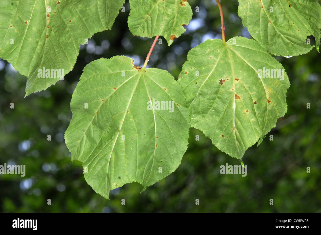 Moosewood Acer pennsylvanicum (Aceraceae Stock Photo - Alamy Moosewood Acer pennsylvanicum (Aceraceae Stock Photo - Alamy