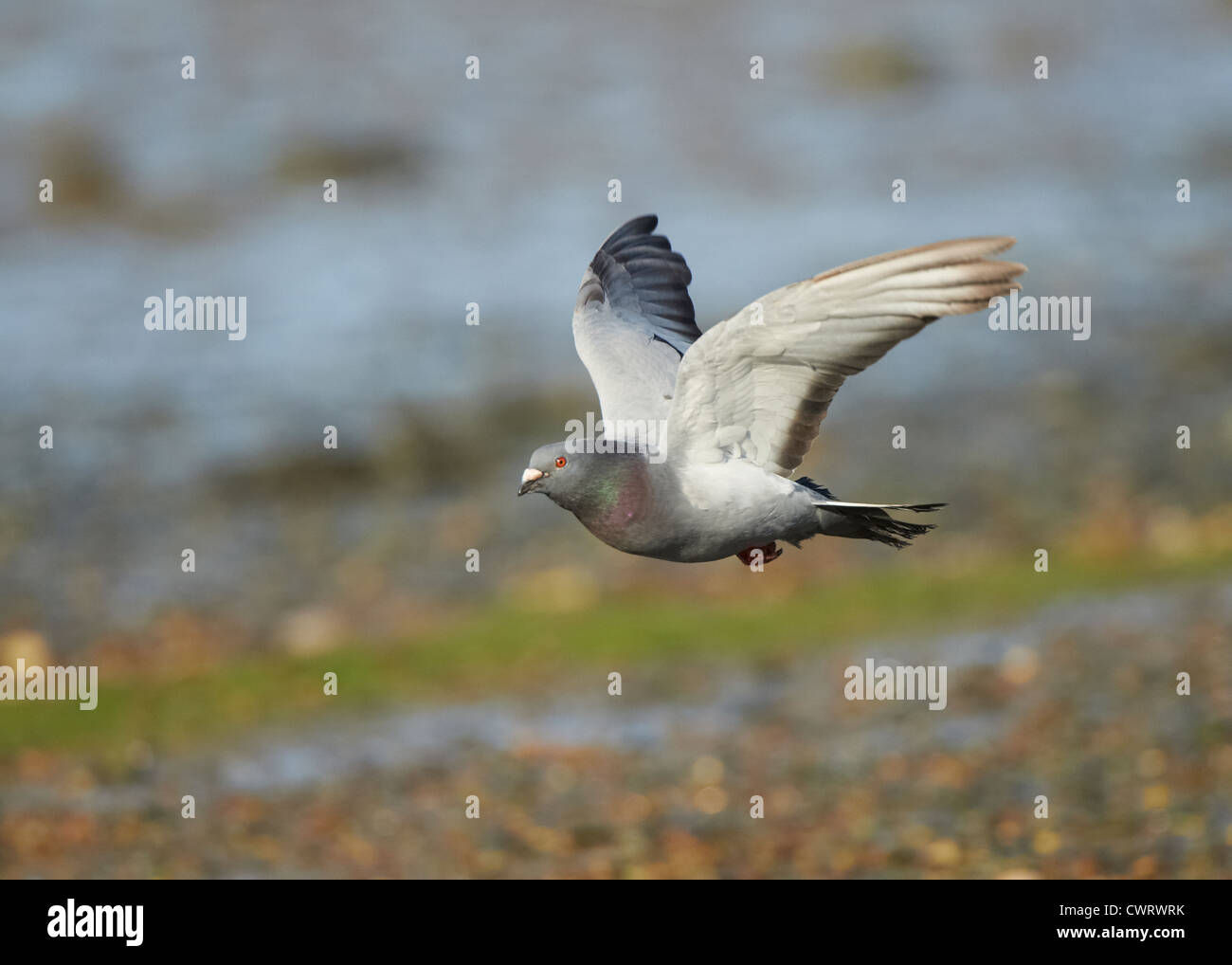 Carrier Pigeon In Flight