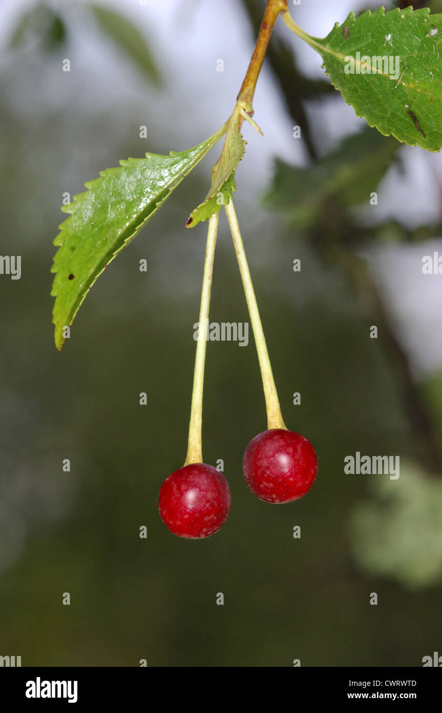 Dwarf Sour Cherry Tree High Resolution Stock Photography and Images - Alamy