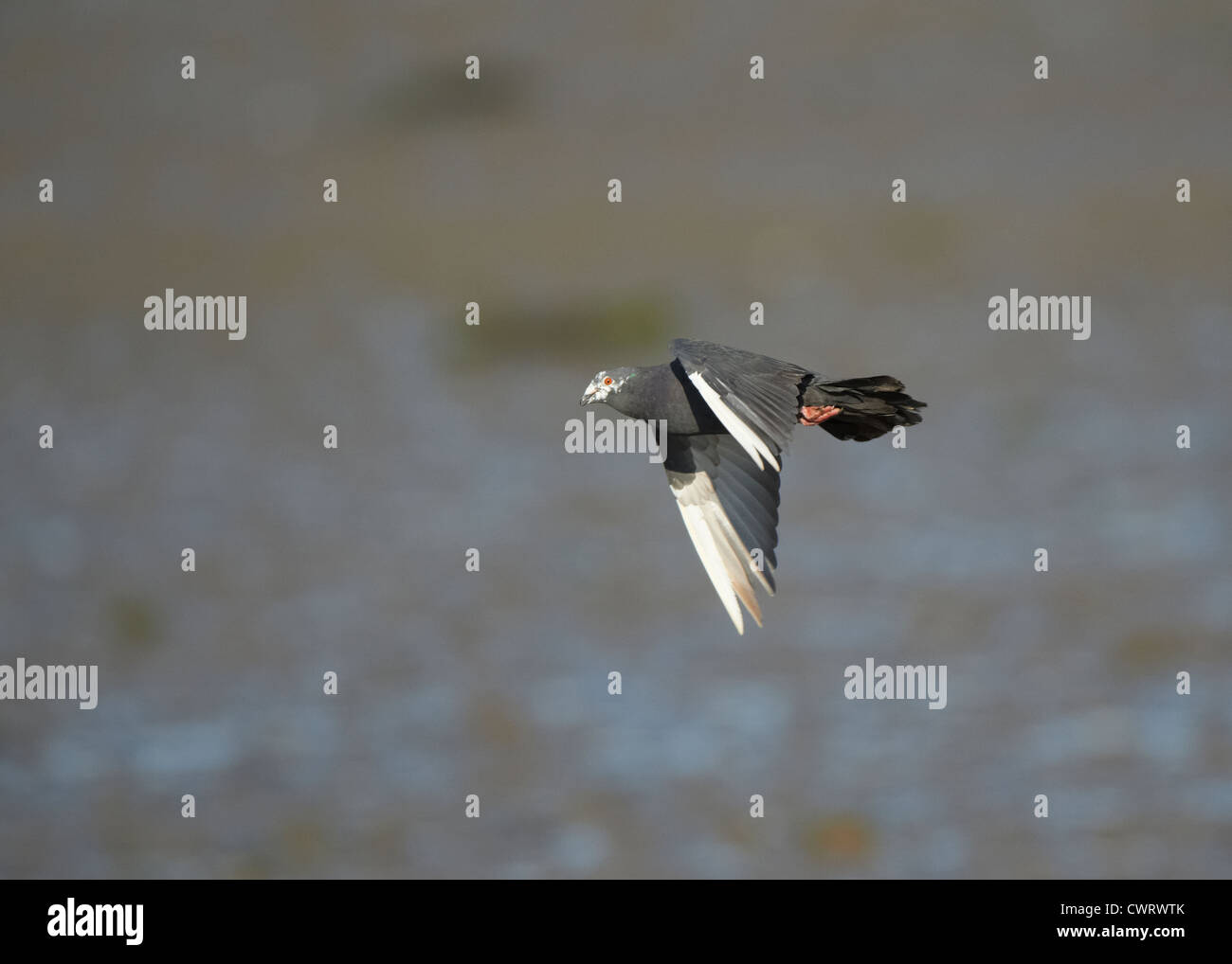 Feral/Racing Pigeon in flight Stock Photo - Alamy
