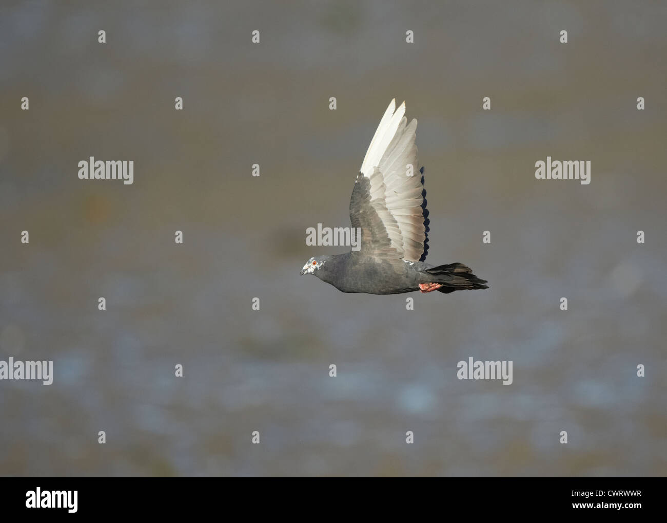 Feral/Racing Pigeon in flight Stock Photo - Alamy