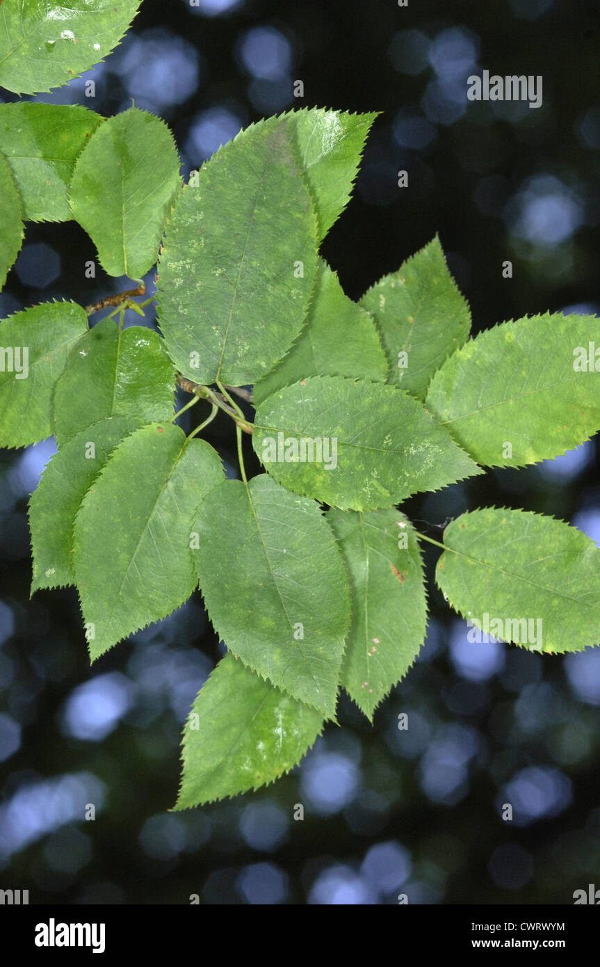 American Snowy Mespil Amelanchier laevis Stock Photo - Alamy