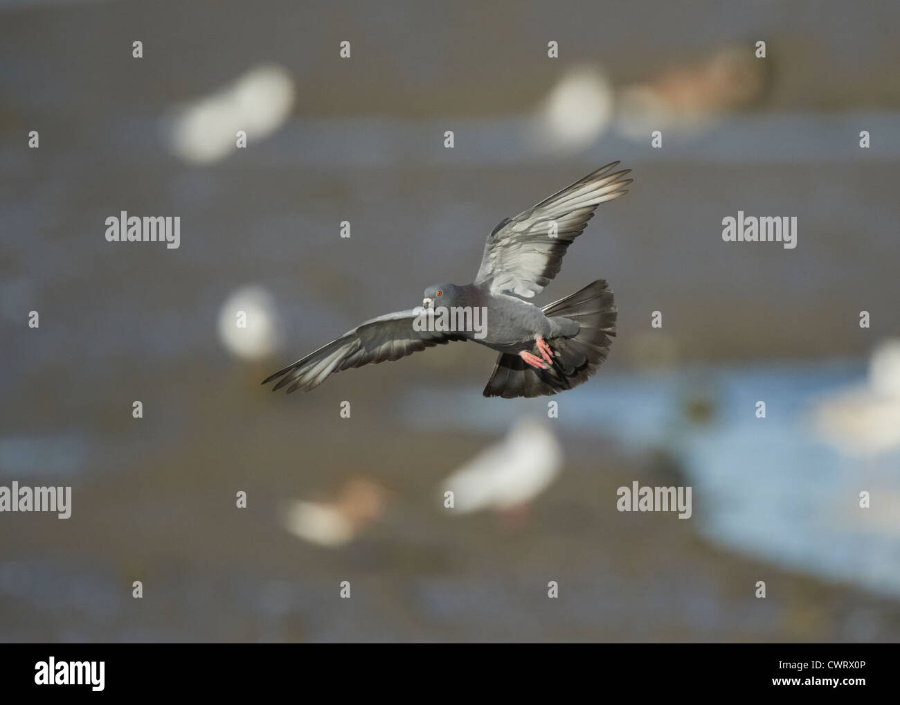 Racing pigeon club hi-res stock photography and images - Alamy