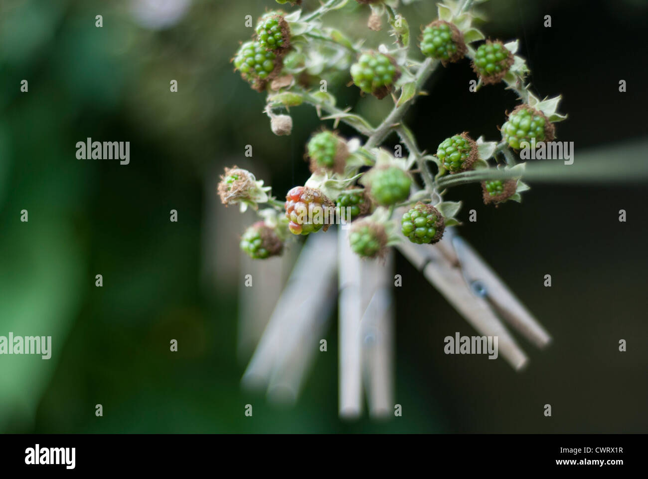 A rope washing line with wooden pegs tangled in an overgrown bramble of ...