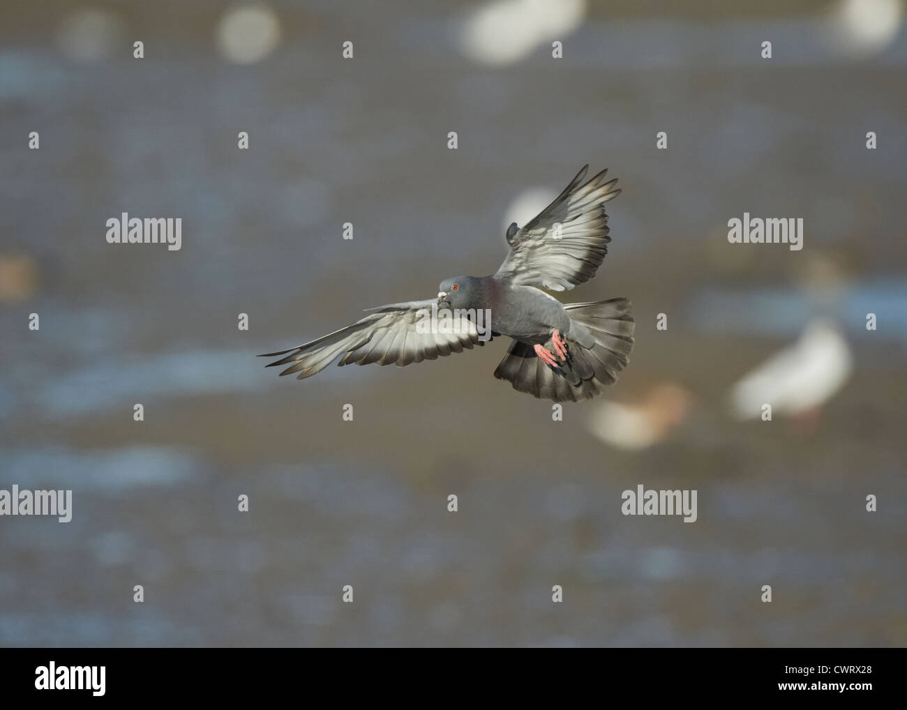 Feral/Racing Pigeon in flight Stock Photo - Alamy