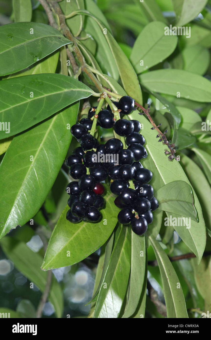 Cherry Laurel Prunus laurocerasus Rosaceae Stock Photo - Alamy