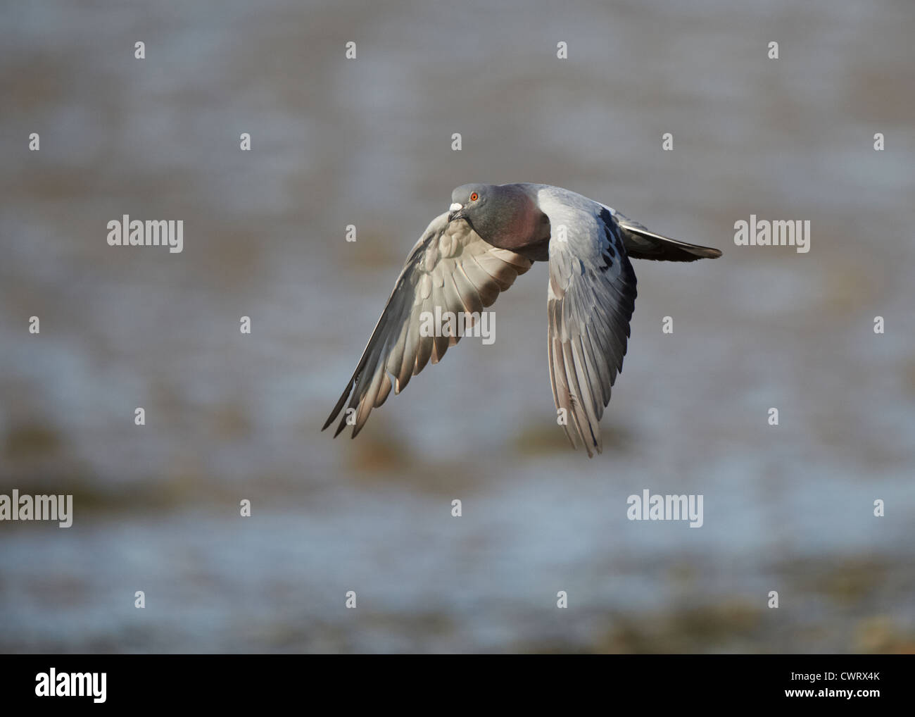 Racing pigeon hi-res stock photography and images - Alamy