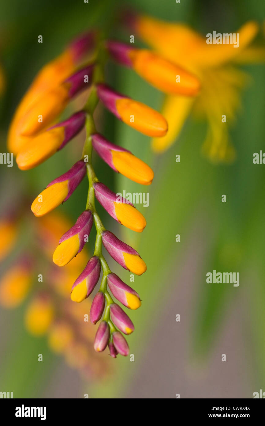 Colombus High Resolution Stock Photography and Images - Alamy