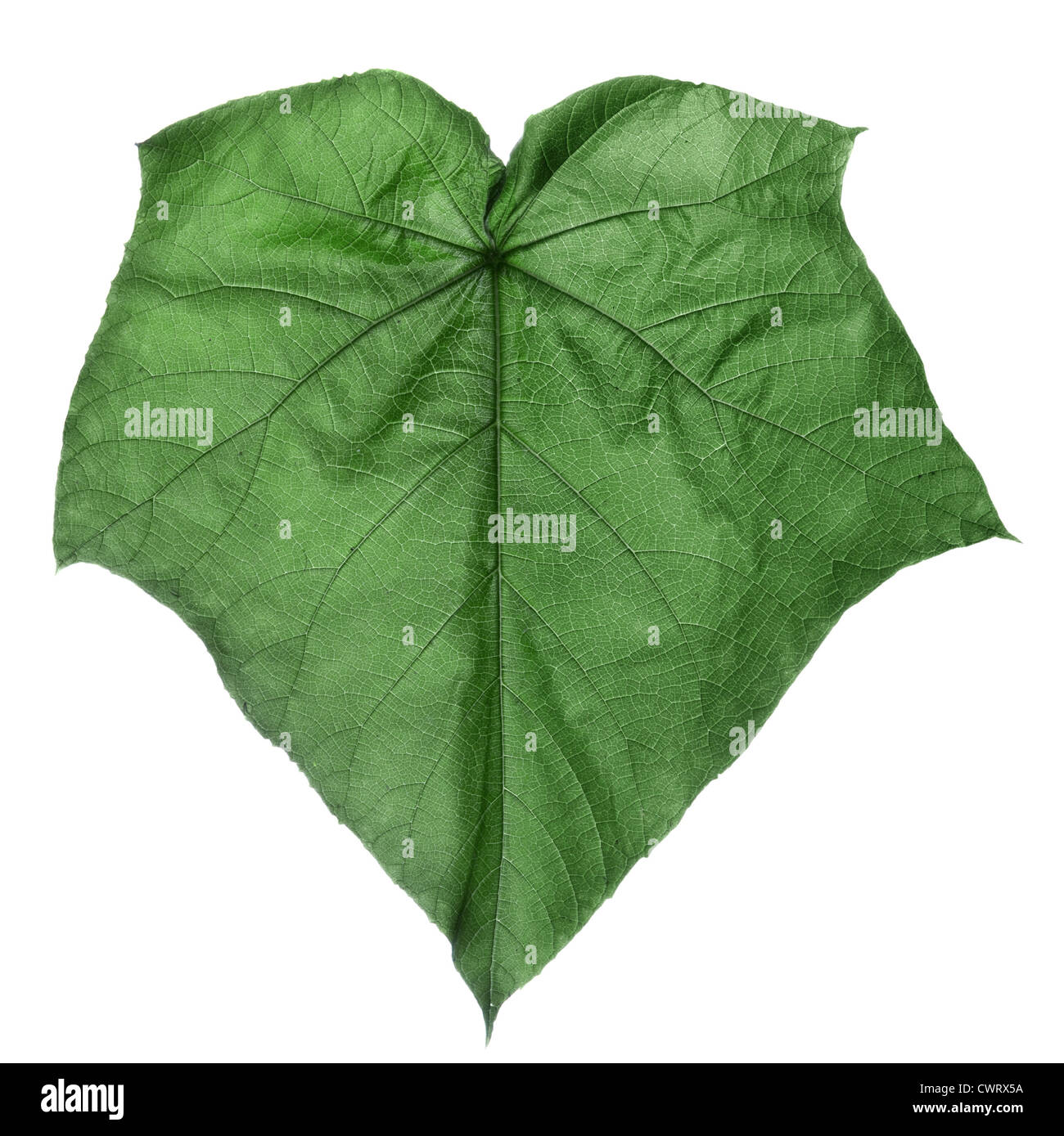Paulownia tomentosa china leaves hi-res stock photography and images ...