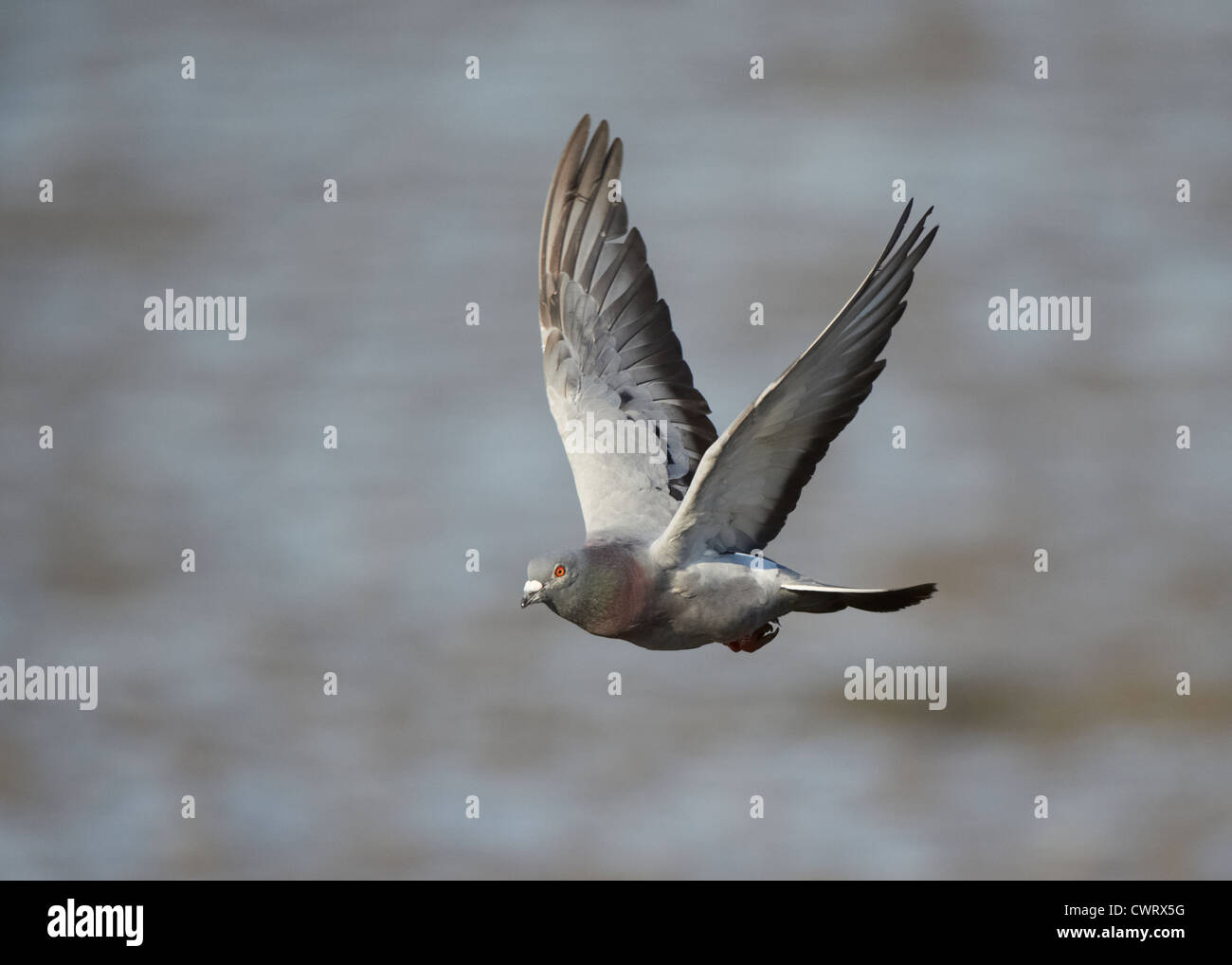 Feral/Racing Pigeon in flight Stock Photo - Alamy