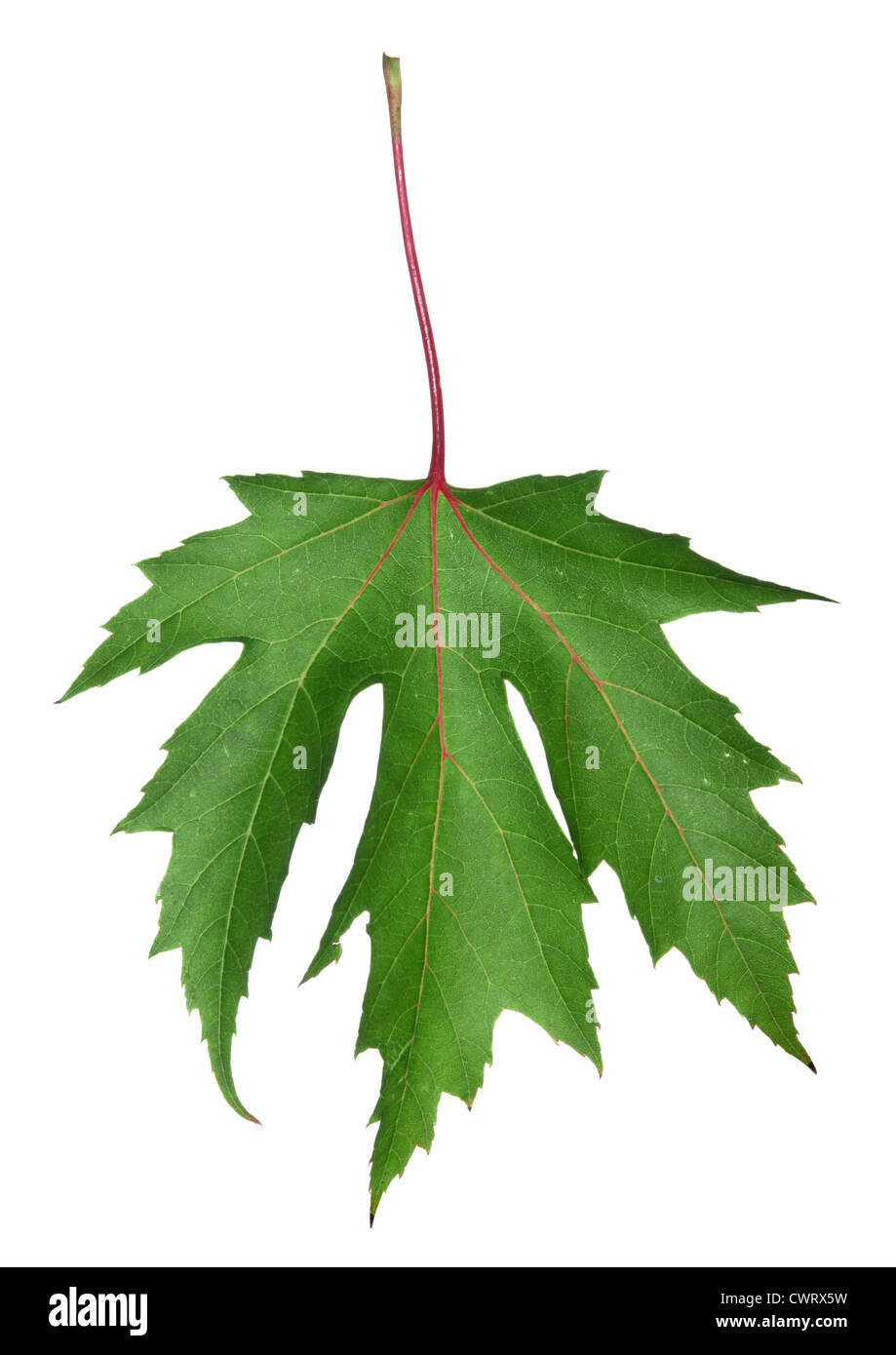 Silver maple trees hi-res stock photography and images - Alamy