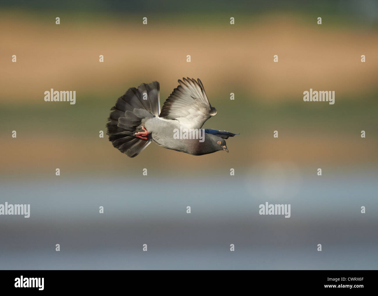 Feral/Racing Pigeon in flight Stock Photo - Alamy