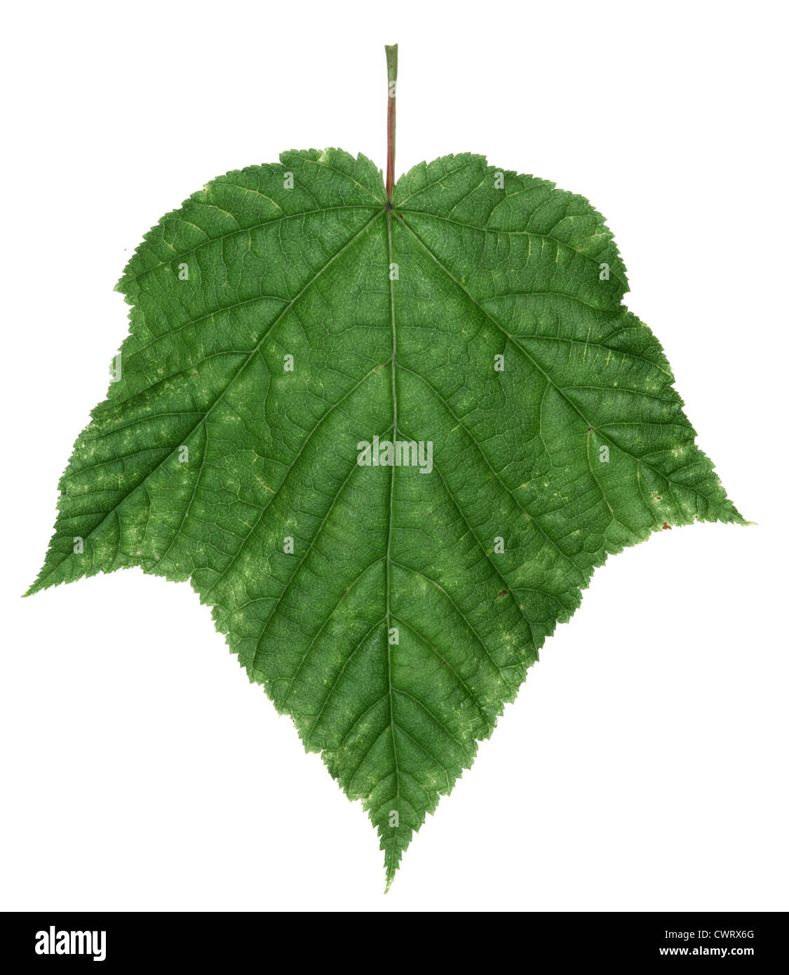 Moosewood tree hi-res stock photography and images - Alamy