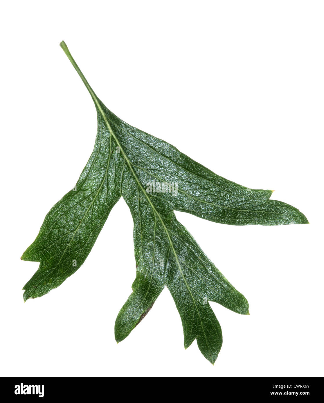 Azarole Crategus azarolus (Rosaceae Stock Photo - Alamy