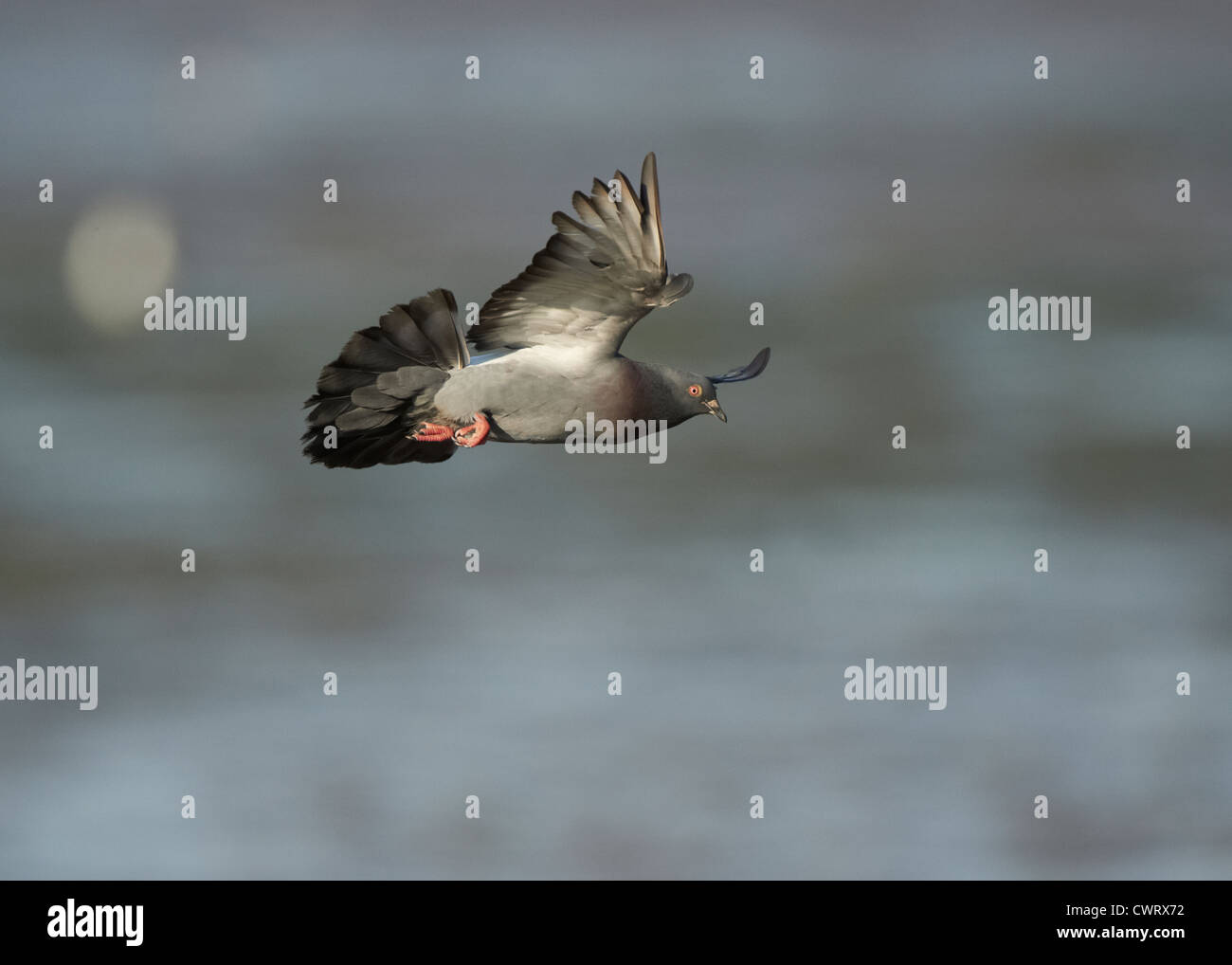 Feral/Racing Pigeon in flight Stock Photo - Alamy