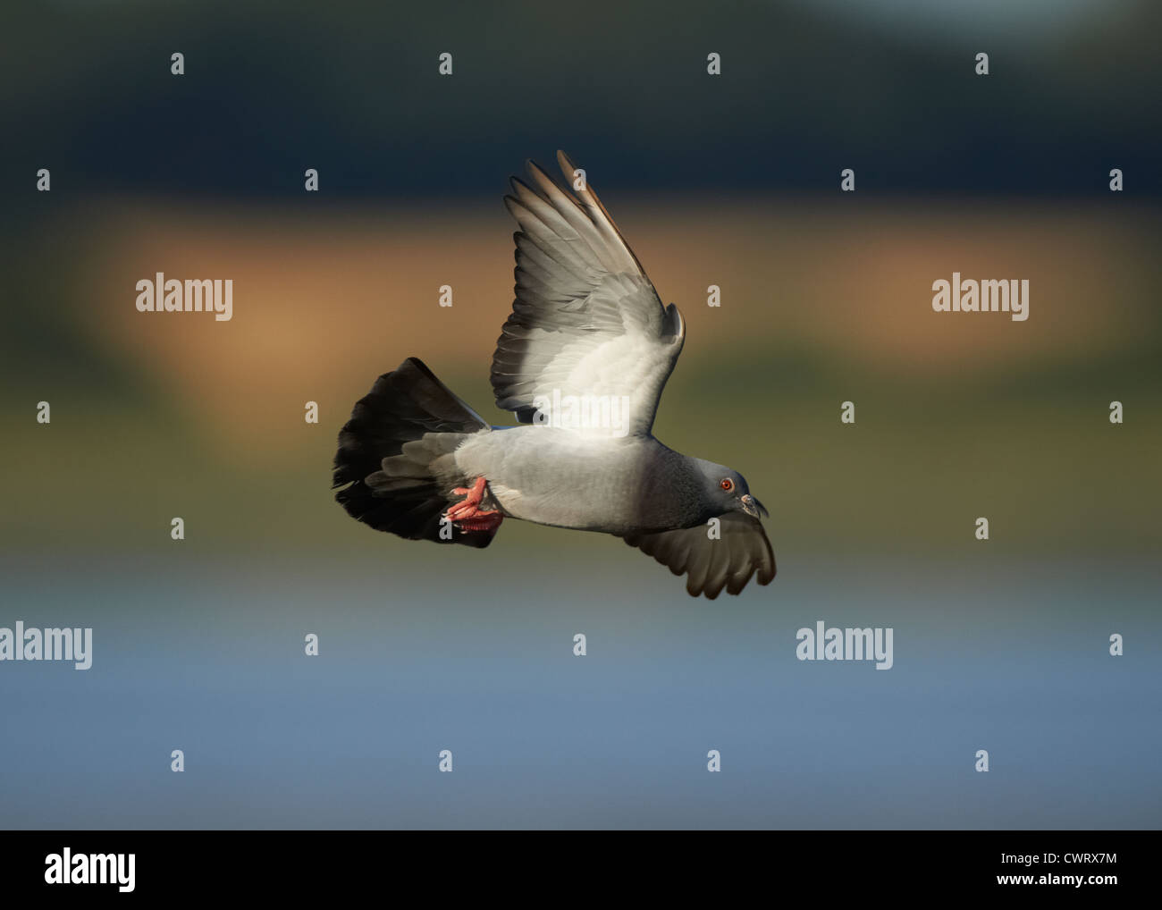 Falcon bird racing hi-res stock photography and images - Alamy