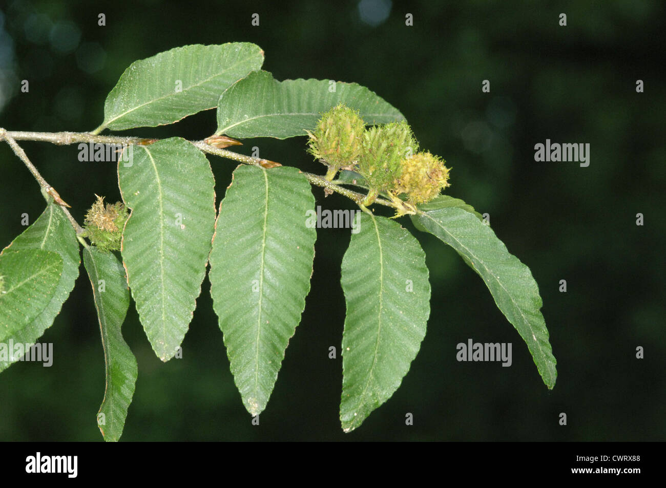 Rauli Nothofagus procera (Fagaceae Stock Photo - Alamy