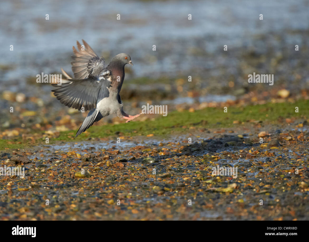 Feral/Racing Pigeon in flight Stock Photo - Alamy