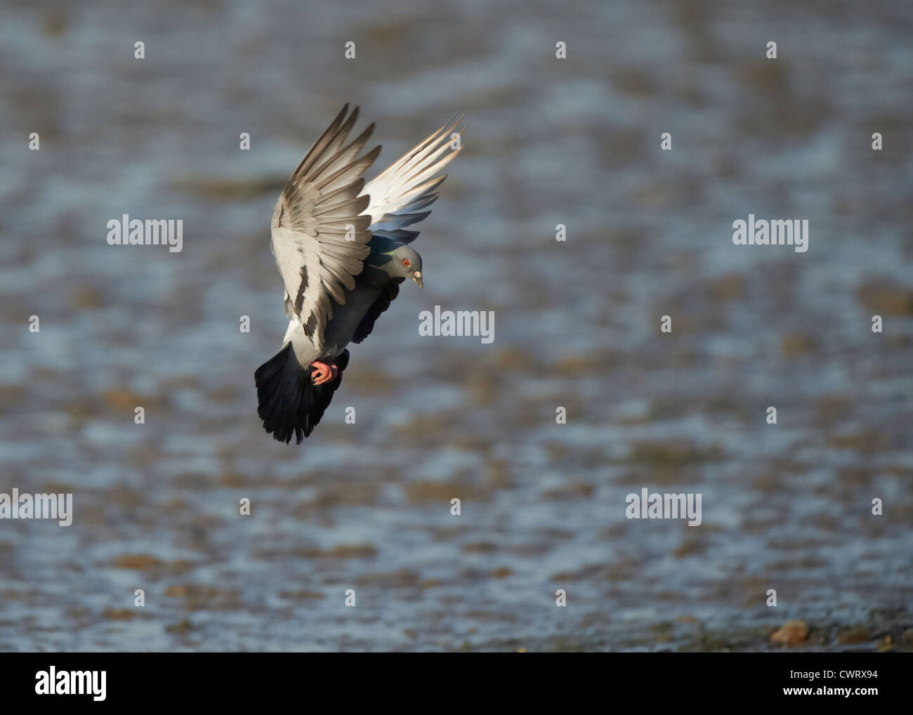 Racing pigeon club hi-res stock photography and images - Alamy