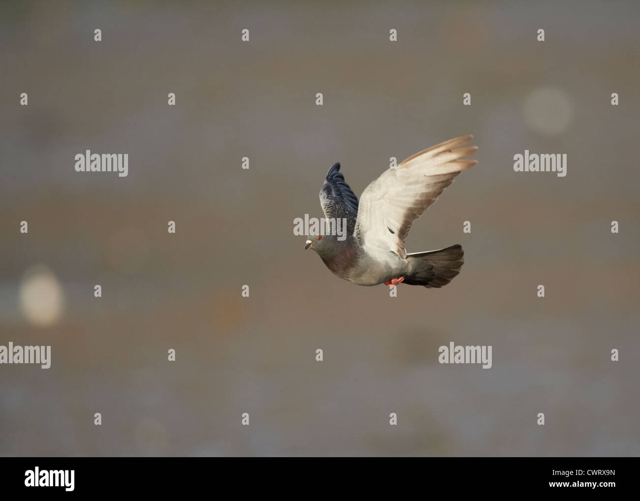 Feral/Racing Pigeon in flight Stock Photo - Alamy