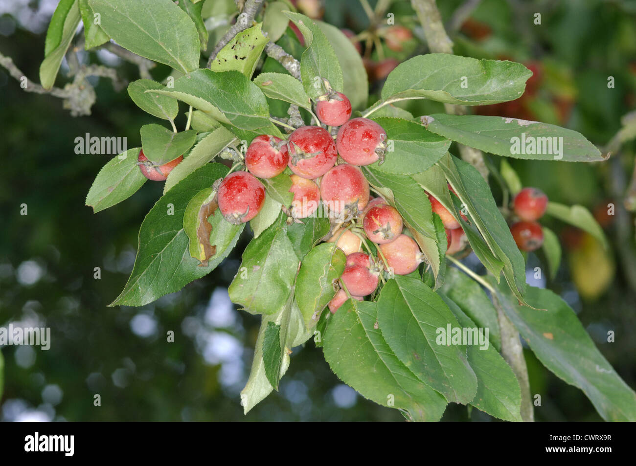 Siberian Crab Malus baccata (Rosaceae Stock Photo - Alamy