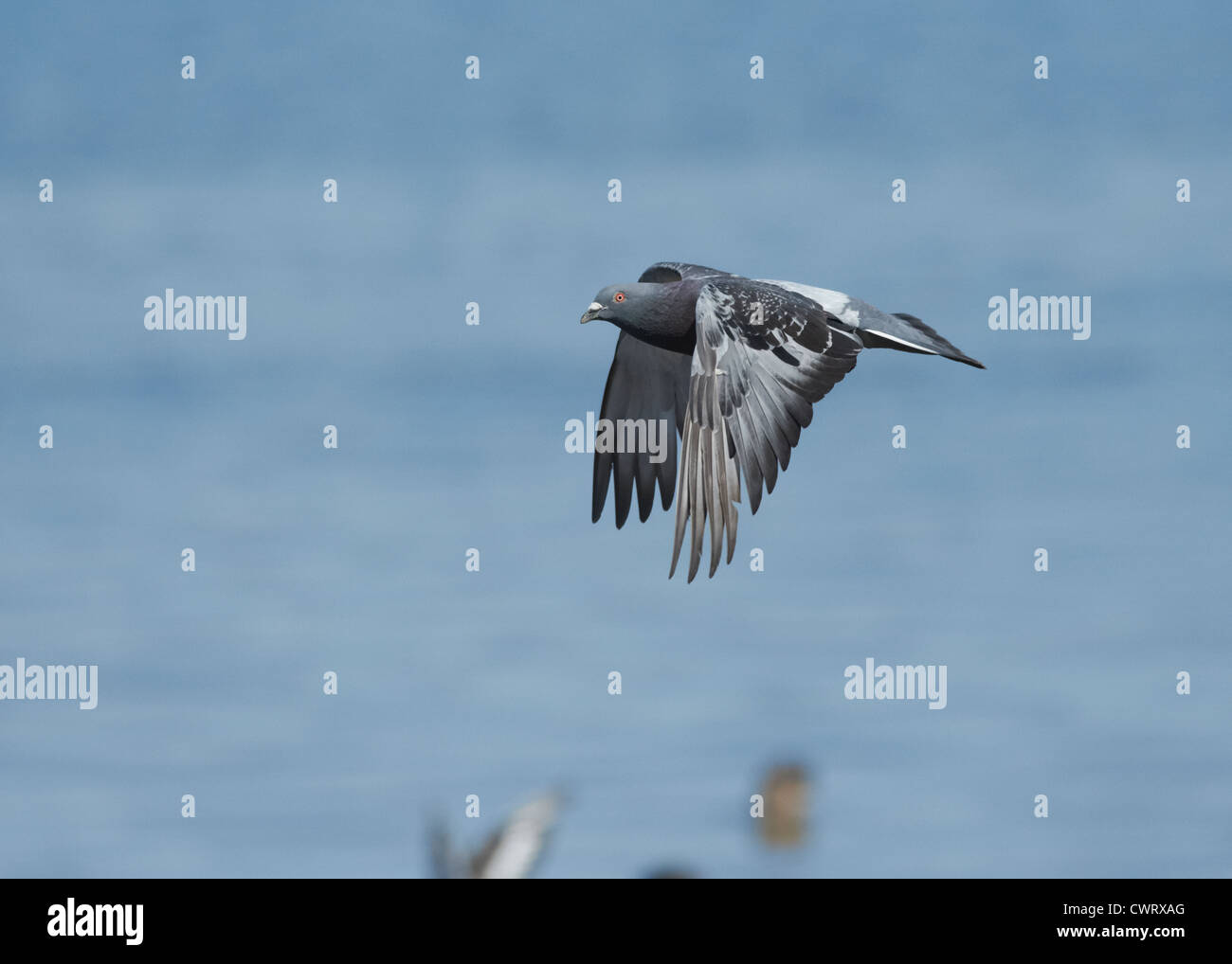 Feral/Racing Pigeon in flight Stock Photo - Alamy