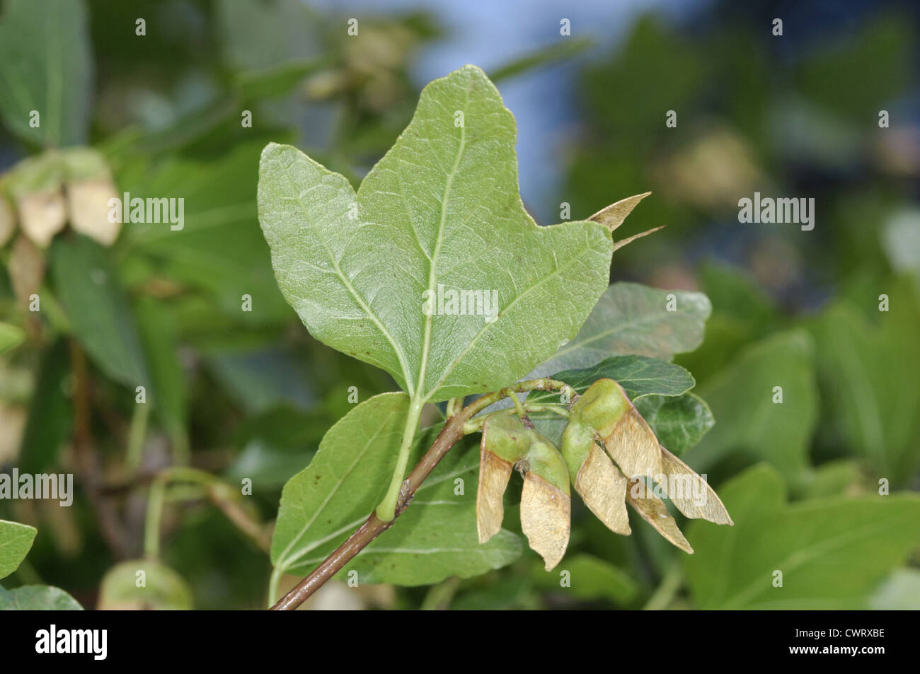 Acer sempervirens hi-res stock photography and images - Alamy