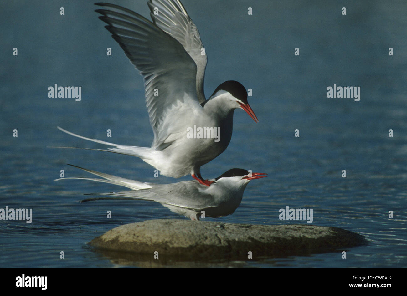 Arctic Tern (Sterna paradisaea) adults mating Churchill Manitobe Canada ...