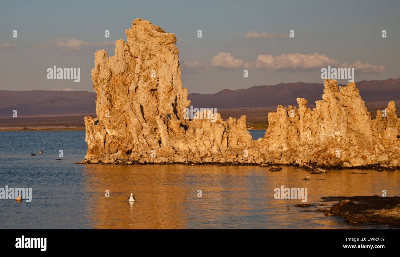 Golden light illuminates tufa at Mono Lake in the Eastern Sierra Nevada ...
