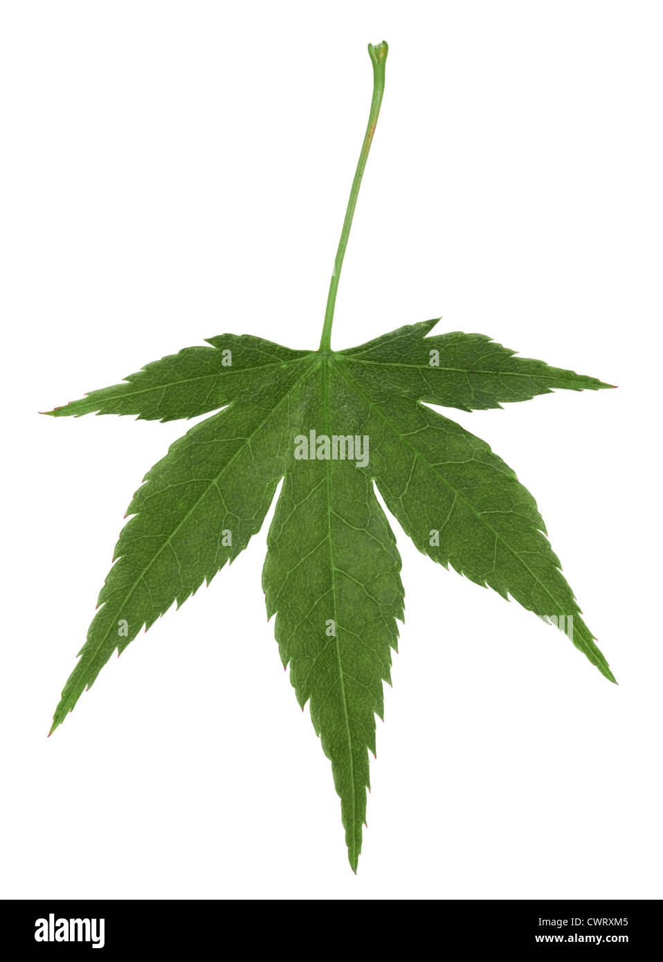 Smooth Japanese Maple Acer palmatum (Aceraceae Stock Photo - Alamy